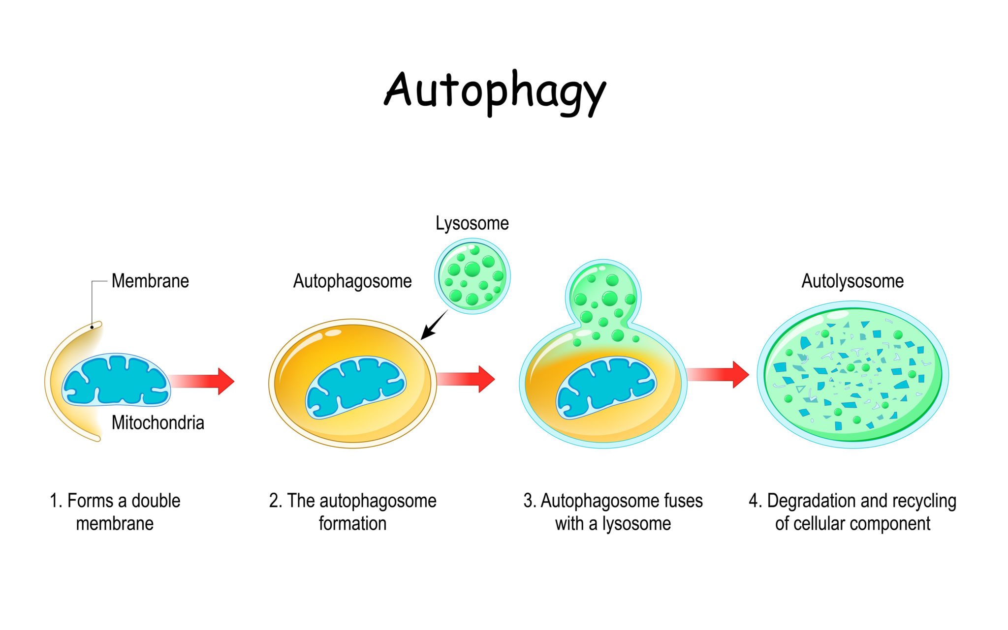 6 Signs of Autophagy (Cellular Spring Cleaning) - Dr. Robert Kiltz