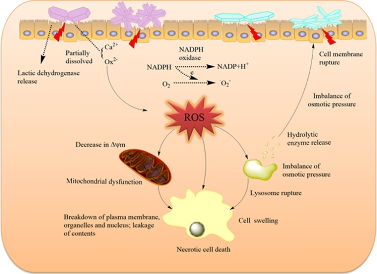 What Is Oxalate Dumping Dr Robert Kiltz